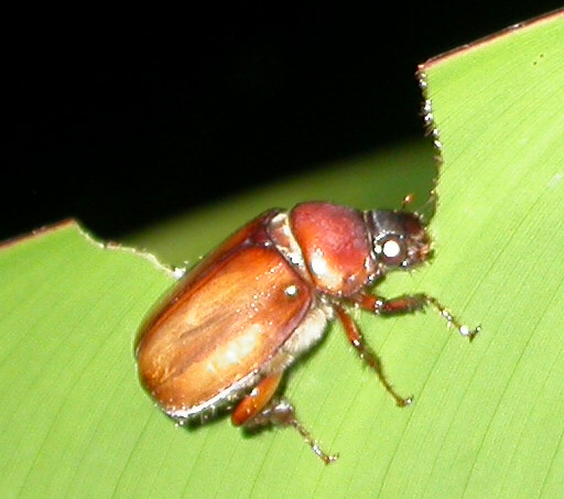 PUERTO RICO - iNVERTEBRATES: Insects and Spiders