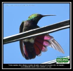 PUERTO RICAN AVIFAUNA PHOTO GALLERY: HUMMINGBIRDS, TODY