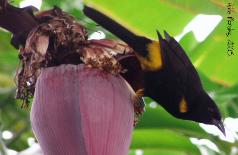 ENDEMIC BIRDS OF PUERTO RICO - ORIOLE
