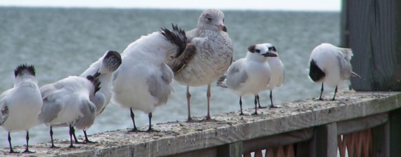 PUERTO RICAN AVIFAUNA PHOTO GALLERY: TERNS
