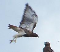 PUERTO RICAN AVIFAUNA PHOTO GALLERY: RAPTORS